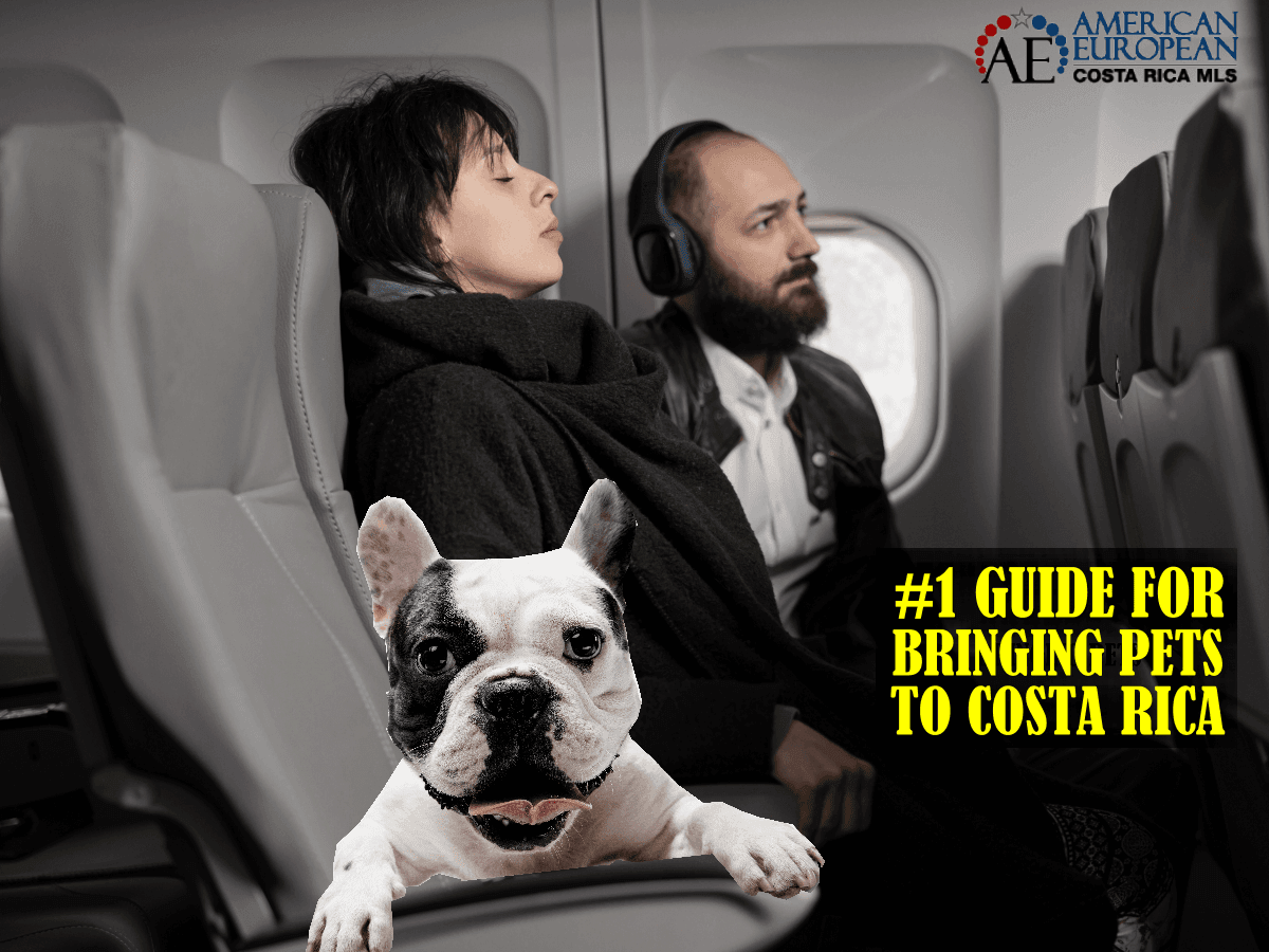 The #1 guide to bring your pets safely to Costa Rica